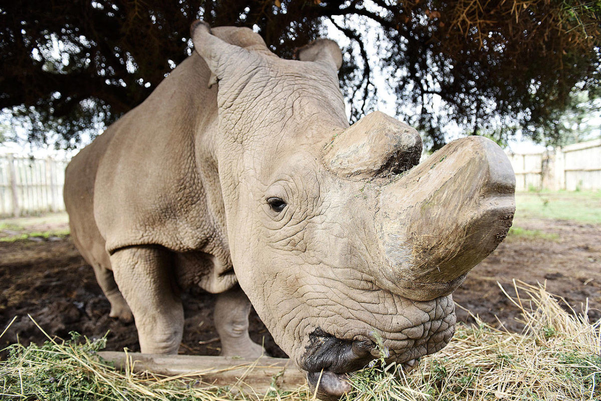 The last male northern white rhino has died, spelling probable ...